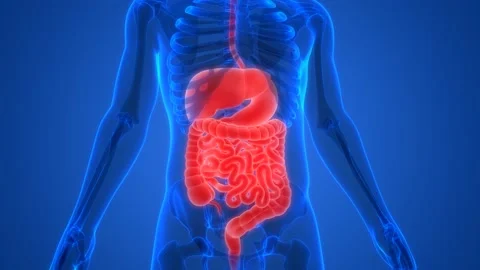 Human Digestive System Anatomy Animation... | Stock Video | Pond5