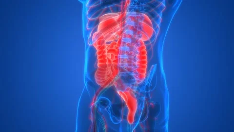 Human Digestive System Anatomy Animation... | Stock Video | Pond5