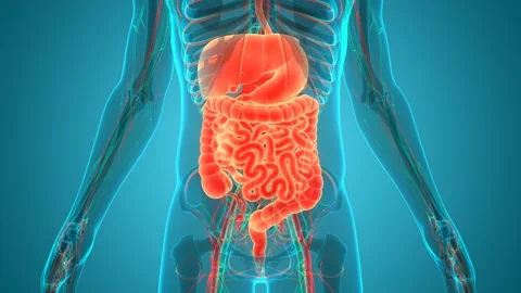 Human Digestive System Anatomy Animation... | Stock Video | Pond5