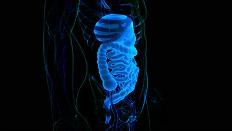 Human Digestive System Anatomy Animation... | Stock Video | Pond5