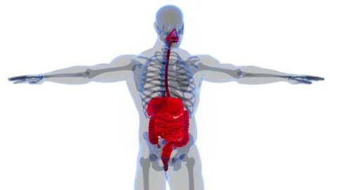 Human Digestive System Anatomy Animation... | Stock Video | Pond5