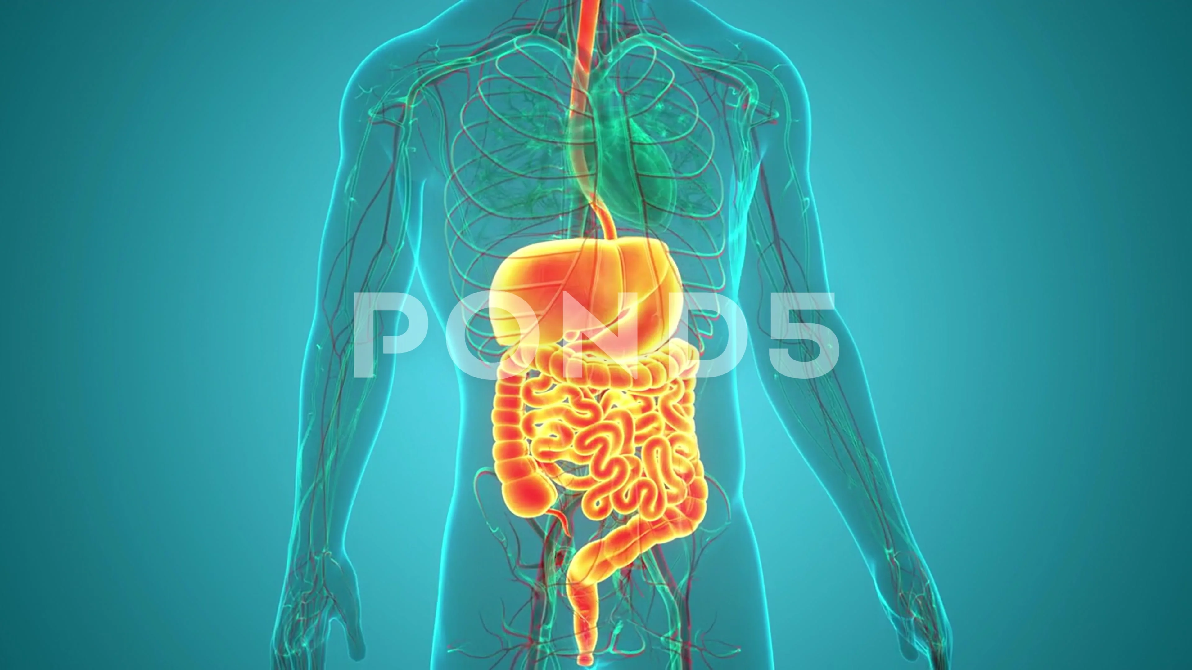 Human Digestive System Animation