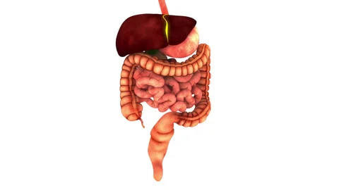 Human Digestive System Anatomy Animation... | Stock Video | Pond5