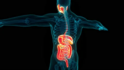 Human Digestive System Anatomy Animation... | Stock Video | Pond5
