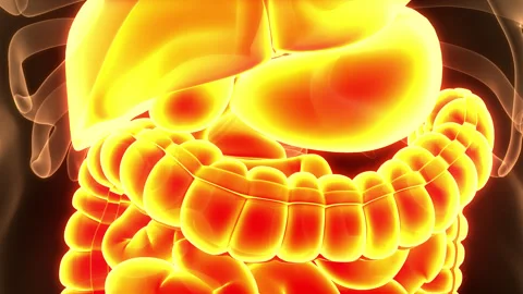 Human Digestive System Anatomy Animation... | Stock Video | Pond5