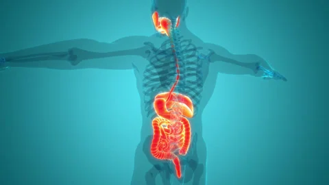 Human Digestive System Anatomy Animation... | Stock Video | Pond5