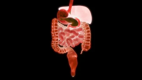 Human Digestive System Anatomy Animation... | Stock Video | Pond5