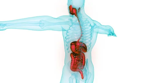 Human Digestive System Anatomy Animation... | Stock Video | Pond5