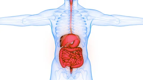 Human Digestive System Anatomy Animation... | Stock Video | Pond5