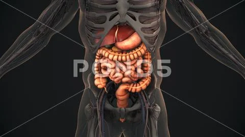 Human digestive system anatomy animation: Royalty Free #194916174