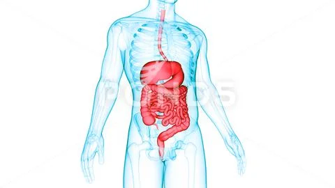 Human Digestive System Anatomy ~ Clip Art #210103463