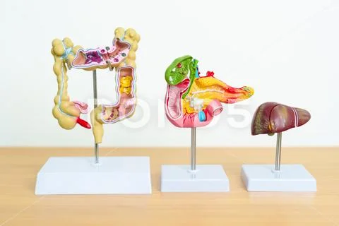 Human Digestive system anatomy model, Pancreas, Gallbladder, Bile Duct ...
