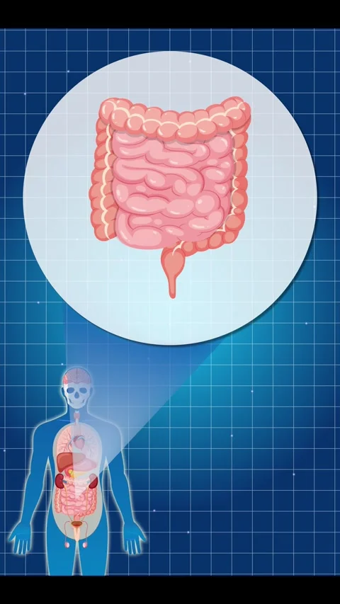 Human Digestive System Animation Video How Digestive System Works? (3D
