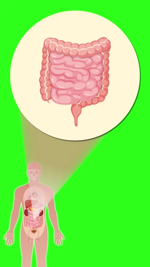 Human Digestive System Animation With In... | Stock Video | Pond5