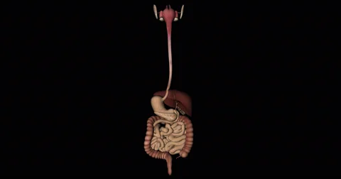Human Digestive System Animation in Rota... | Stock Video | Pond5