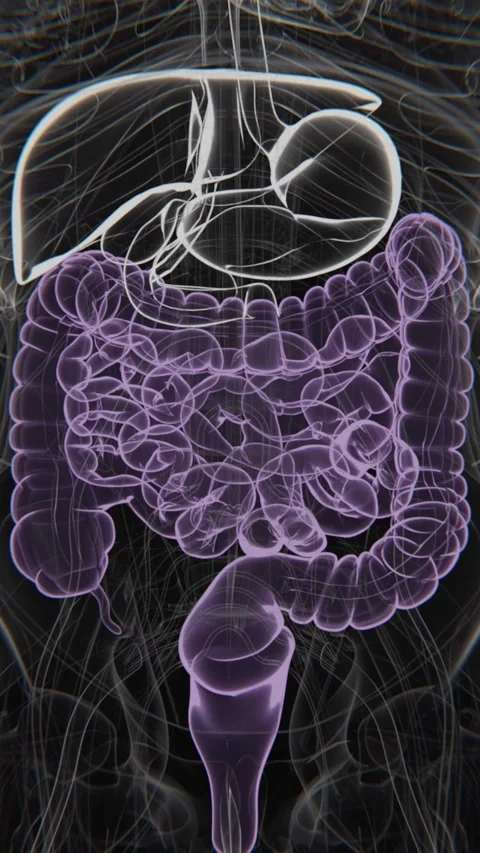 Human digestive system animations in X-r... | Stock Video | Pond5