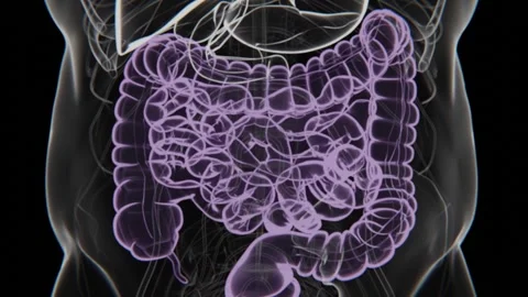 Human digestive system animations in X-r... | Stock Video | Pond5