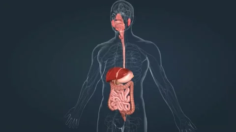 The human digestive system consists of t... | Stock Video | Pond5