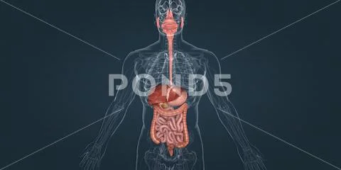 The human digestive system consists of the gastrointestinal tract and ...
