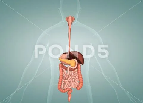 The human digestive system consists of the gastrointestinal tract plus ...