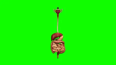 Human Digestive System Green Screen 4K | Stock Video | Pond5