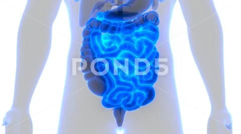 Human Digestive System Small Intestine Anatomy: Royalty Free #125095502