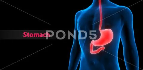 Human Digestive System Stomach Anatomy: Royalty Free #130545450