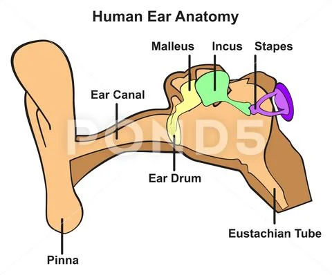 Human ear anatomy infographic diagram: Royalty Free #191412918
