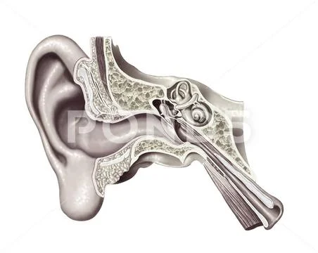 Human ear cutaway diagram. Human ear cutaway diagram. Anatomy ...