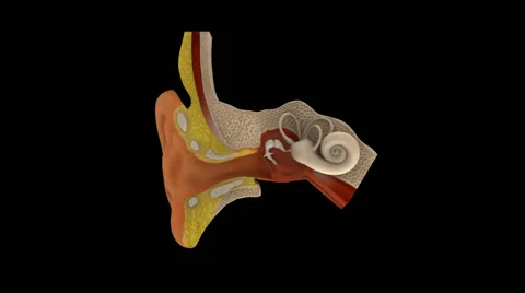 Tympanic Sound Stock Video Footage | Royalty Free Tympanic Sound Videos ...