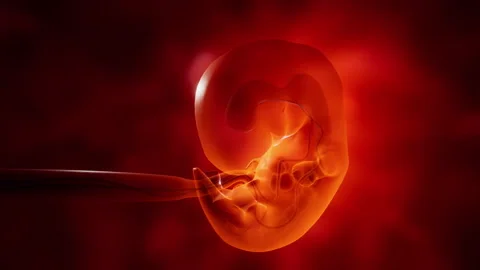 Human embryo growth. 3d animation | Stock Video | Pond5