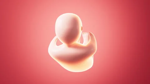 Human embryo model, 3d rendering. | Stock Video | Pond5