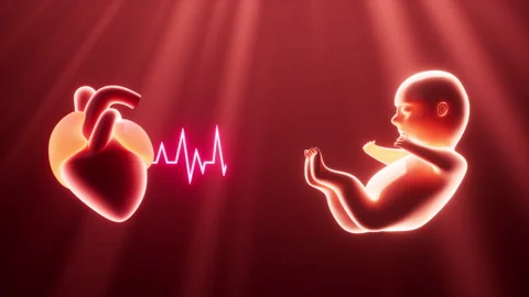 Human embryo model and fetal heartbeat ,... | Stock Video | Pond5