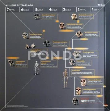 Human evolution family tree chart ~ Premium Photo #120621234
