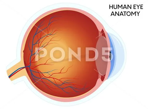 Human eye anatomy diagram, medical illustration ~ Clip Art #148336599
