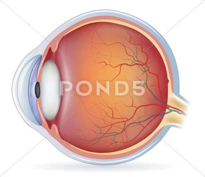 Human eye anatomy ~ Clip Art ~ Download Now #37032775