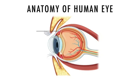 Human Eye Anatomy Infographic Animation | Stock Video | Pond5