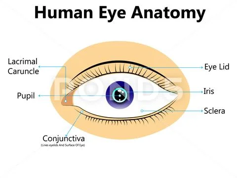 Human eye anatomy infographics organ inside the structure Illustration ...