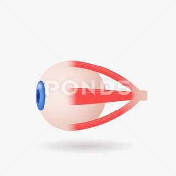 Human eye icon internal organ structure detailed eyeball medical ...