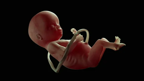 Human Fetus Moving Slowly In Mothers Wom... | Stock Video | Pond5