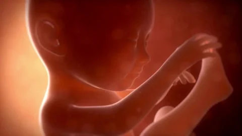Human Fetus Moving Slowly In Mothers Wom... | Stock Video | Pond5