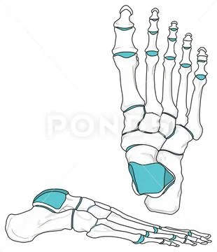 Human foot anatomy infographic diagram medical science structure parts ...