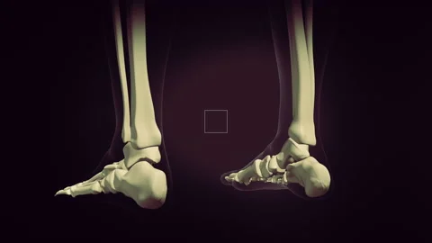 Medical Animation Foot Stock Footage ~ Royalty Free Stock Videos | Pond5