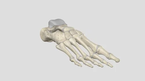 Foot Bones Stock Video Footage | Royalty Free Foot Bones Videos | Pond5