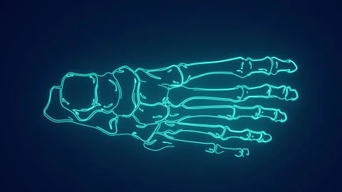 Ankle Joint Anatomy Stock Videos – Royalty-Free HD & 4K Videos | Pond5