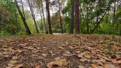 Human footsteps on a forest path in the ... | Stock Video | Pond5