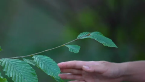 Human giving helping hand to nature, pro... | Stock Video | Pond5