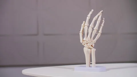 Bone Hand Model Stock Videos – Royalty-Free HD & 4K Videos