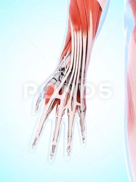 Human hand muscles, artwork Stock Illustration ~ #75512004