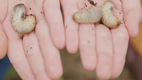 Grubs Stock Video Footage | Royalty Free Grubs Videos | Pond5